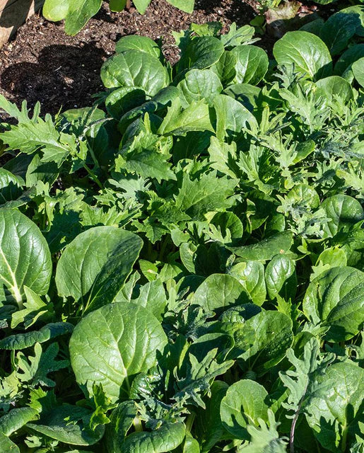 Mesclun Mix Lettuce – Fawcett Farm